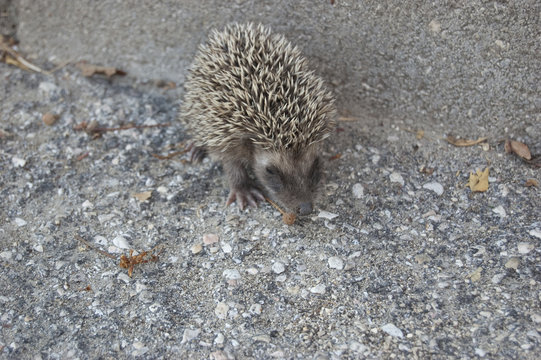 Aculei Bilder – Durchsuchen 428 Archivfotos, Vektorgrafiken und Videos ...