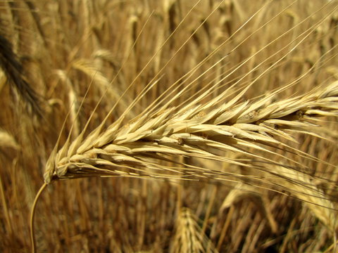 Imagens de Caryopse – Explore Fotografias do Stock, Vetores e Vídeos de ...