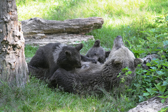 Zitze bilder – Bläddra bland 137 stockfoton, vektorer och videor ...