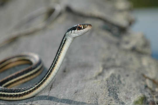 Baby Eastern Ribbon Snake