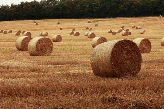 「Foin」の写真素材 | 8,534件の無料イラスト画像 | Adobe Stock