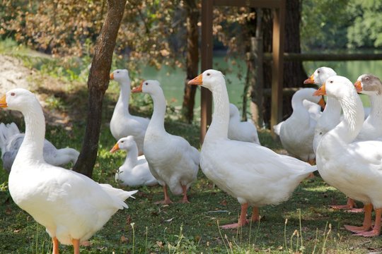 「Papere」の写真素材 | 1,341件の無料イラスト画像 | Adobe Stock