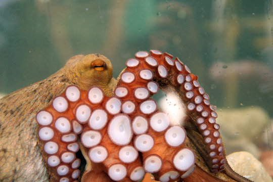 Oktopus bilder – Bläddra bland 2,476 stockfoton, vektorer och videor ...