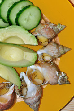 Bulots 이미지 – 찾아보기 426 스톡 사진, 벡터 및 비디오 | Adobe Stock