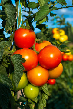 Imágenes de Tomatenstaude: descubre bancos de fotos, ilustraciones ...