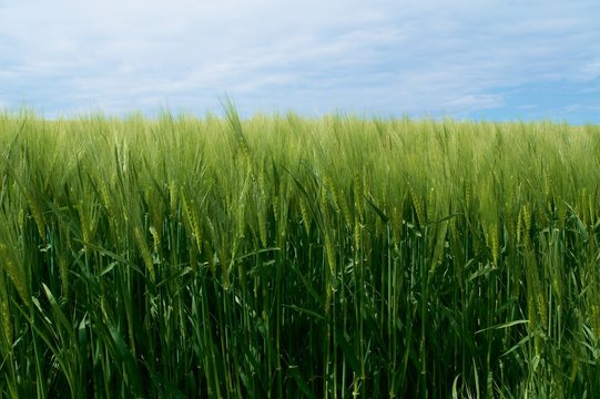 「Roggenfeld」の写真素材 | 1,617件の無料イラスト画像 | Adobe Stock