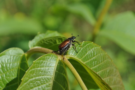 vopic photos, images, assets | Adobe Stock