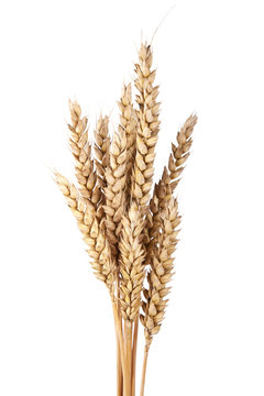 Zerealien bilder – Bläddra bland 925 stockfoton, vektorer och videor ...