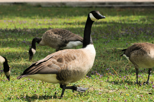 Imágenes de Fluggans: descubre bancos de fotos, ilustraciones, vectores ...