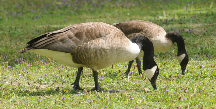 Fluggans bilder – Bläddra bland 28 stockfoton, vektorer och videor ...