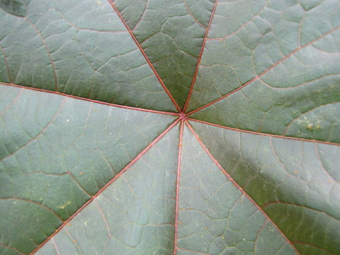 Ricine Bilder – Durchsuchen 1,244 Archivfotos, Vektorgrafiken und ...