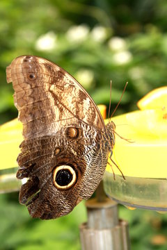 Getupft Bilder – Durchsuchen 1,233 Archivfotos, Vektorgrafiken und ...