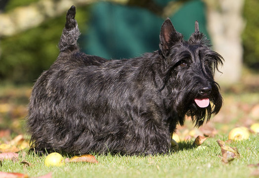 「Hagard」の写真素材 | 60件の無料イラスト画像 | Adobe Stock