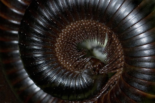 Spirostreptus Images – Browse 143 Stock Photos, Vectors, and Video ...