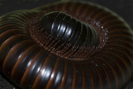 รูปภาพSpirostreptus – เลือกดูภาพถ่ายสต็อก เวกเตอร์ และวิดีโอ253 | Adobe ...