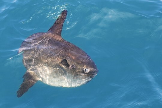Saltwater Sunfish