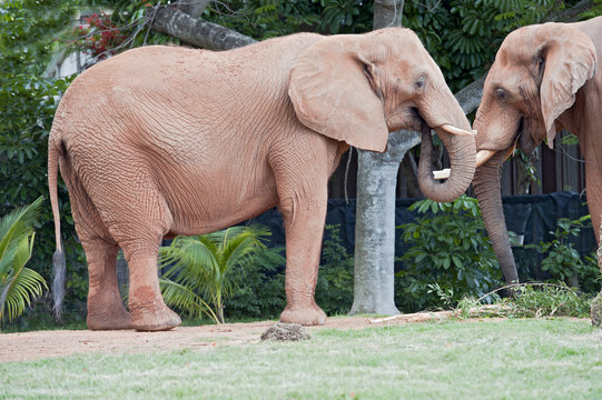 รูปภาพDickkopf – เลือกดูภาพถ่ายสต็อก เวกเตอร์ และวิดีโอ177 | Adobe Stock