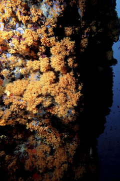 รูปภาพCelenterati – เลือกดูภาพถ่ายสต็อก เวกเตอร์ และวิดีโอ86 | Adobe Stock