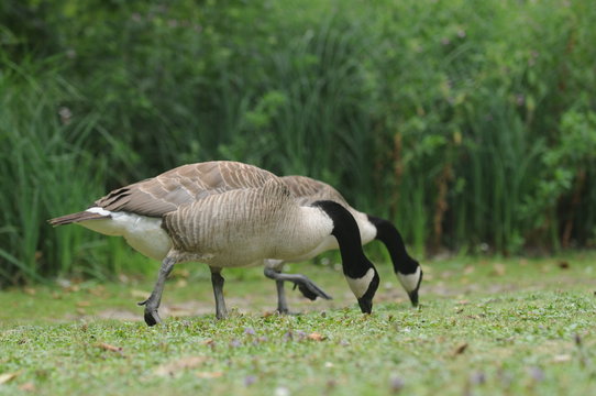 Fluggans bilder – Bläddra bland 28 stockfoton, vektorer och videor ...