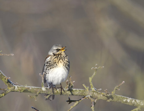 รูปภาพGrive – เลือกดูภาพถ่ายสต็อก เวกเตอร์ และวิดีโอ950 | Adobe Stock