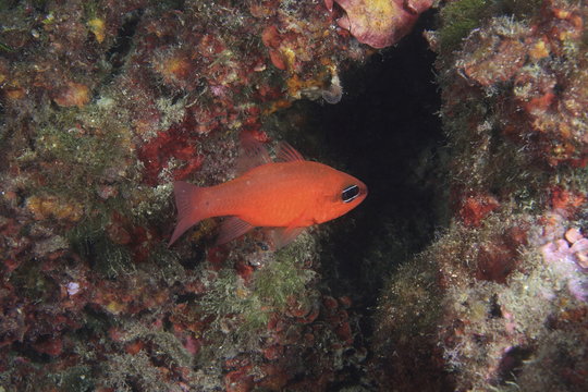 รูปภาพCelenterati – เลือกดูภาพถ่ายสต็อก เวกเตอร์ และวิดีโอ86 | Adobe Stock