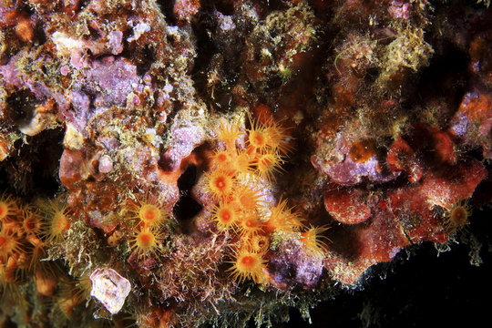 รูปภาพCelenterati – เลือกดูภาพถ่ายสต็อก เวกเตอร์ และวิดีโอ97 | Adobe Stock