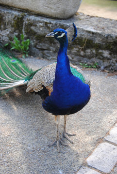 「Ocelles」の画像 - 340 件の Stock 写真、ベクターおよびビデオ | Adobe Stock