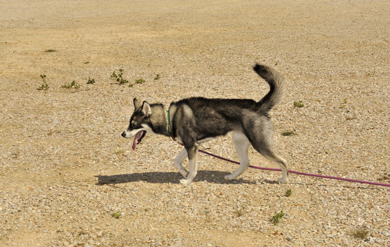 「Haleter」の写真素材 | 142件の無料イラスト画像 | Adobe Stock