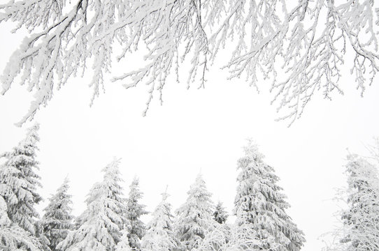 รูปภาพ"Tanne – เลือกดูภาพถ่ายสต็อก เวกเตอร์ และวิดีโอ101,078 | Adobe Stock