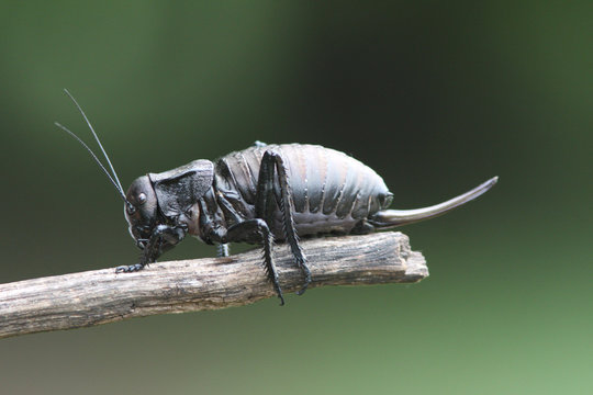 "Grillon - Images et vidéos libres de droits | Adobe Stock