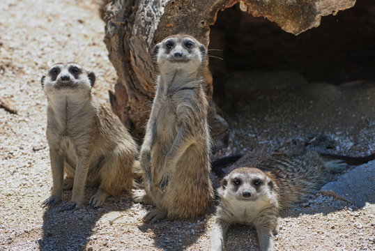 「Suricati」の写真素材 | 70件の無料イラスト画像 | Adobe Stock