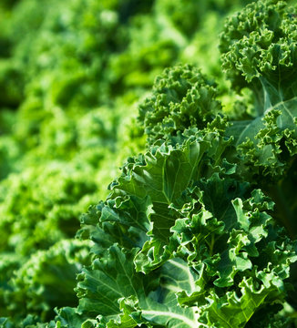 Kohlarten Images – Browse 4 Stock Photos, Vectors, and Video | Adobe Stock