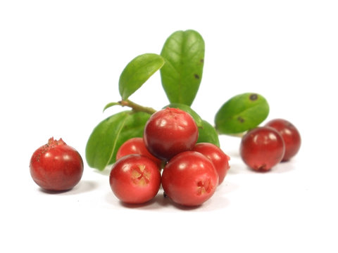 รูปภาพFoxberry – เลือกดูภาพถ่ายสต็อก เวกเตอร์ และวิดีโอ53,865 | Adobe Stock