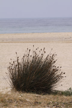 「Matojo」の写真素材 | 163件の無料イラスト画像 | Adobe Stock