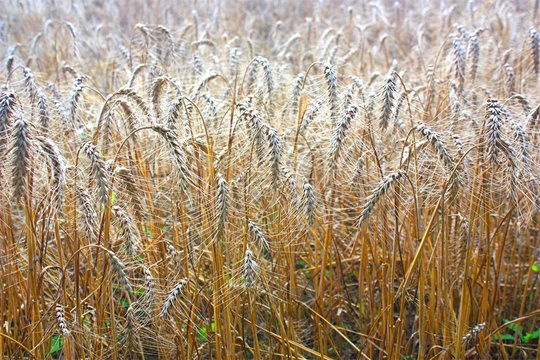 Zerealien bilder – Bläddra bland 925 stockfoton, vektorer och videor ...