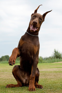 Brown Doberman Dog