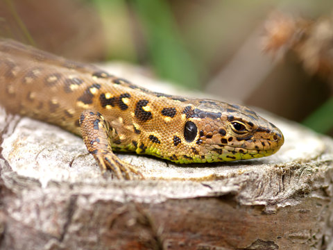 รูปภาพLacertid – เลือกดูภาพถ่ายสต็อก เวกเตอร์ และวิดีโอ28,890 | Adobe Stock