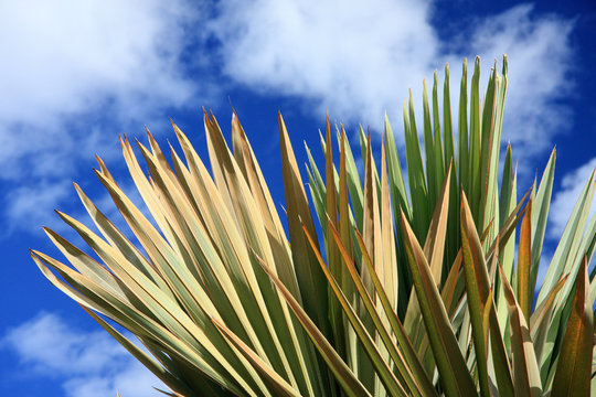 Latanier Images – Browse 361 Stock Photos, Vectors, and Video | Adobe Stock