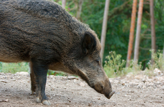 รูปภาพPorcine – เลือกดูภาพถ่ายสต็อก เวกเตอร์ และวิดีโอ10,016 | Adobe Stock