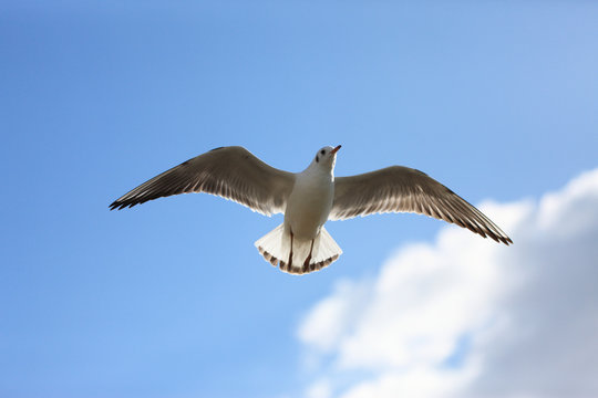 海猫 Images – Browse 989 Stock Photos, Vectors, and Video | Adobe Stock