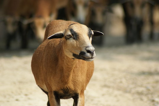 Capretta Imagens – Procure 560 fotos, vetores e vídeos | Adobe Stock