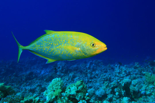 Imágenes de Bajad: descubre bancos de fotos, ilustraciones, vectores y ...