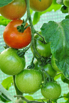 รูปภาพTomatenstaude – เลือกดูภาพถ่ายสต็อก เวกเตอร์ และวิดีโอ131 | Adobe ...