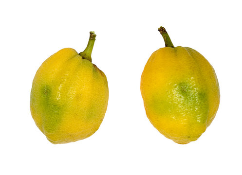 Imágenes de Etrog: descubre bancos de fotos, ilustraciones, vectores y ...