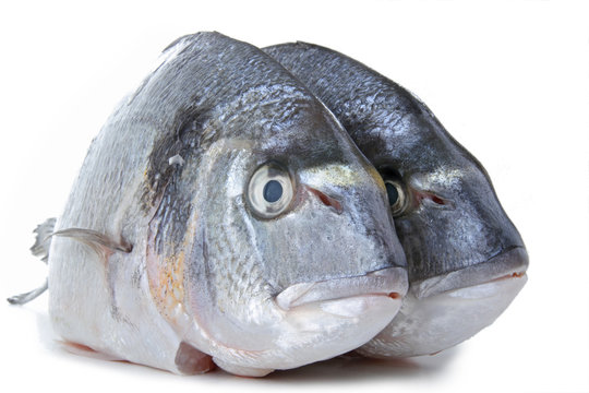 "Dorade Box"-Bilder: Stock-Fotos & -Videos. | Adobe Stock