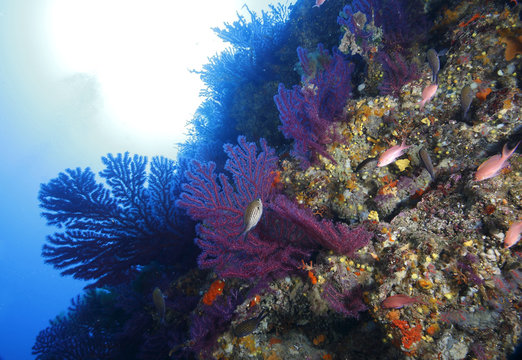 รูปภาพCelenterati – เลือกดูภาพถ่ายสต็อก เวกเตอร์ และวิดีโอ86 | Adobe Stock