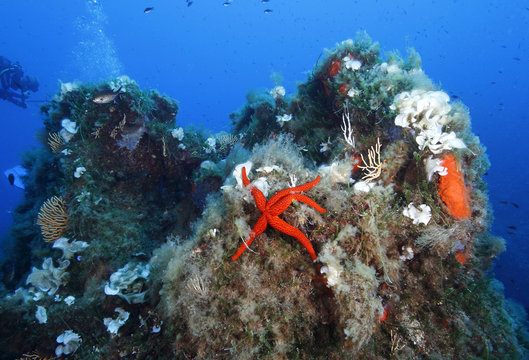 รูปภาพCelenterati – เลือกดูภาพถ่ายสต็อก เวกเตอร์ และวิดีโอ86 | Adobe Stock