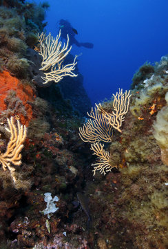 รูปภาพCelenterati – เลือกดูภาพถ่ายสต็อก เวกเตอร์ และวิดีโอ86 | Adobe Stock