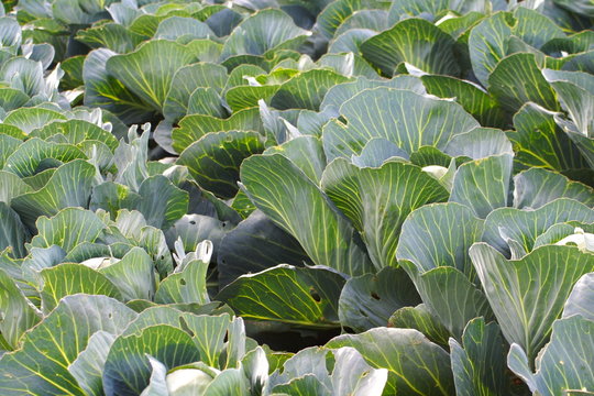 Kopfkohl 이미지 – 찾아보기 198 스톡 사진, 벡터 및 비디오 | Adobe Stock