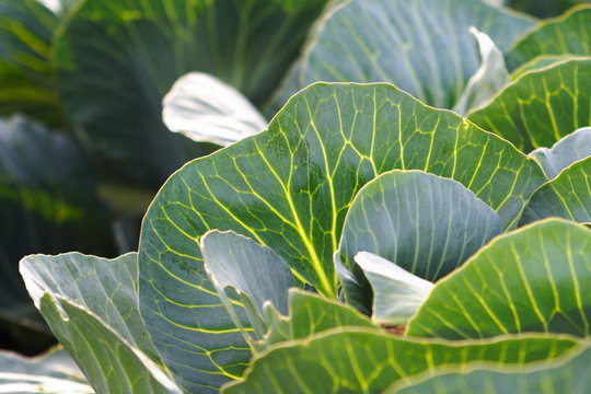 รูปภาพKopfkohl – เลือกดูภาพถ่ายสต็อก เวกเตอร์ และวิดีโอ201 | Adobe Stock